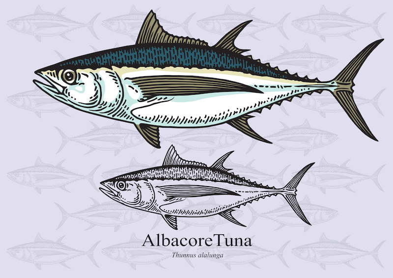 Types of Tuna: A Guide | Vital Choice