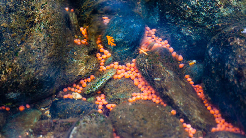 Why Do Salmon Swim Upstream | Vital Choice