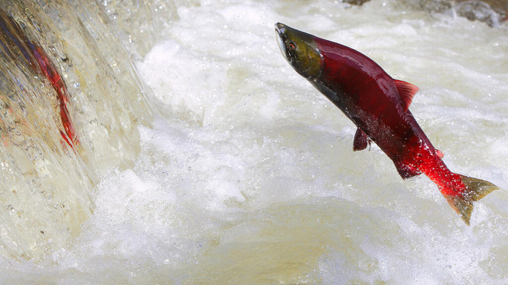 Why Do Salmon Swim Upstream | Vital Choice