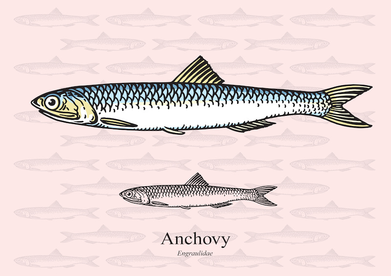 Best Anchovy Recipes and More | Vital Choice
