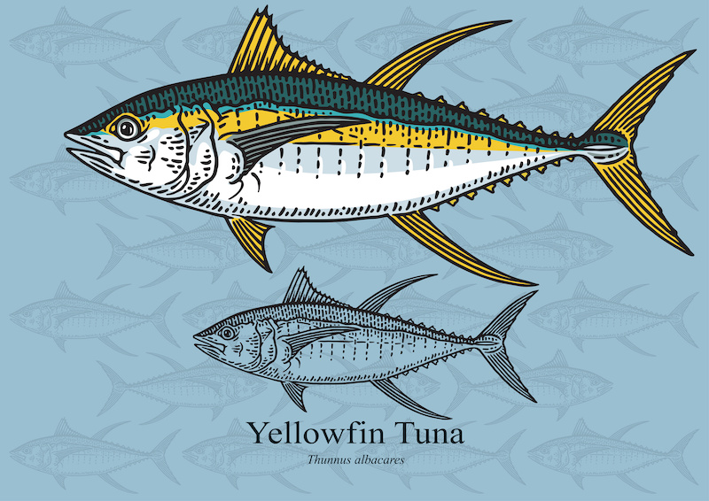 Types of Tuna: A Guide | Vital Choice