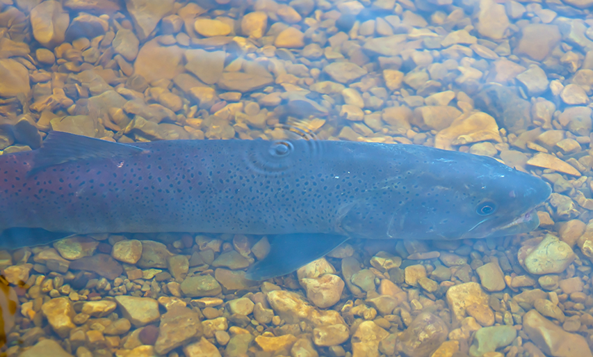 Meet the Siberian Taimen: The Monster Salmon | Vital Choice