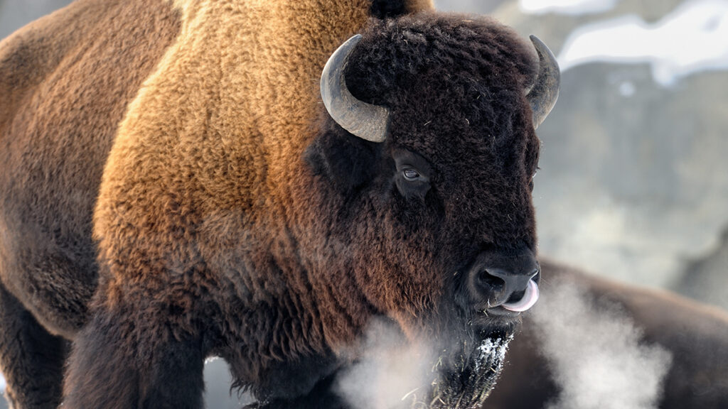 Bison: The Original Red Meat | Vital Choice